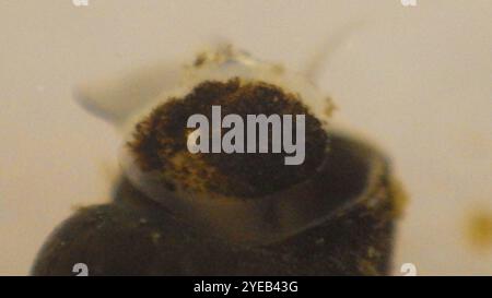 Hydrobiid Mud Snails (Hydrobiidae Stock Photo - Alamy