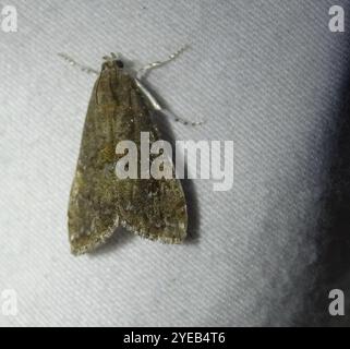 Waterlily Borer Moth (Elophila gyralis Stock Photo - Alamy