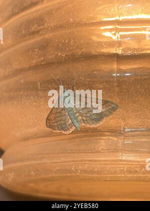 Drab Brown Wave (Lobocleta ossularia Stock Photo - Alamy