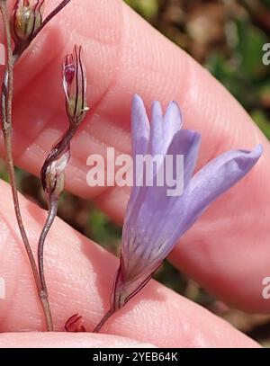 Blue Corn-lily (Ixia rapunculoides Stock Photo - Alamy