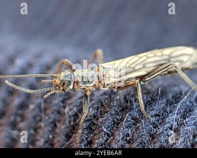 Small Winter Stoneflies (Capniidae Stock Photo - Alamy