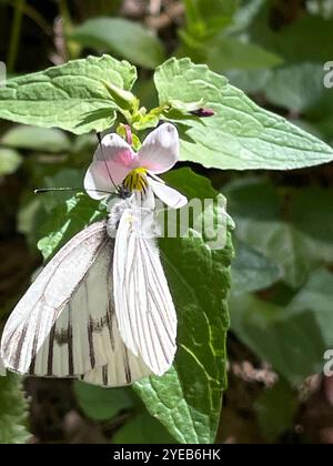Margined White (Pieris marginalis Stock Photo - Alamy