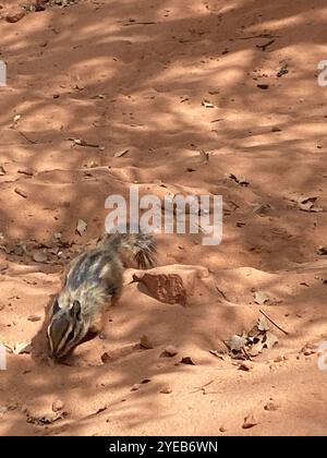 Cliff Chipmunk (Neotamias dorsalis Stock Photo - Alamy