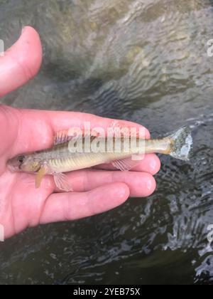 Texas Logperch (Percina carbonaria Stock Photo - Alamy
