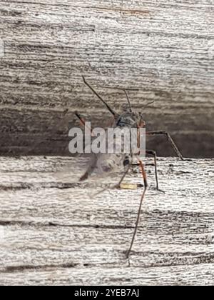 Giant Willow Aphid (Tuberolachnus salignus Stock Photo - Alamy