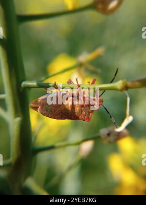 Black-shouldered Shieldbug (Carpocoris purpureipennis Stock Photo - Alamy