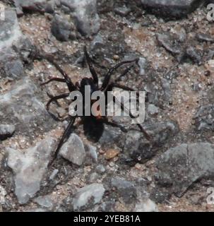 Red-spotted Ant-mimic Sac Spider (Castianeira descripta Stock Photo - Alamy