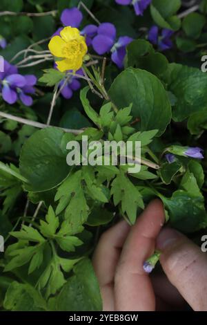 bristly buttercup (Ranunculus hispidus Stock Photo - Alamy