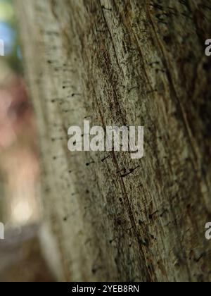 Snag Pin (Mycocalicium subtile Stock Photo - Alamy