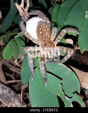 Tiger Bromeliad Spider (Cupiennius salei Stock Photo - Alamy