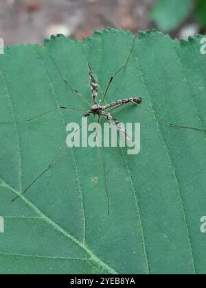 Band-winged Crane Fly (Epiphragma fasciapenne) Insecta Stock Photo - Alamy