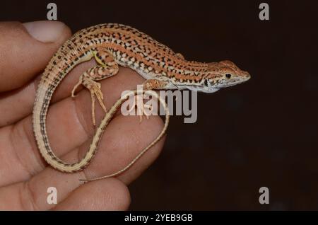 Spotted Desert Lizard (Meroles suborbitalis Stock Photo - Alamy