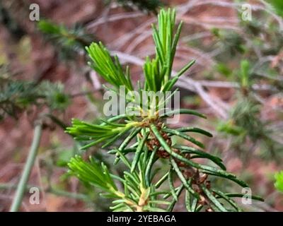 Florida rosemary (Ceratiola ericoides Stock Photo - Alamy