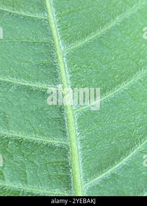 Wafer Ash (Ptelea trifoliata mollis Stock Photo - Alamy