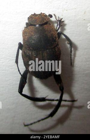 Spider Dung Beetles (Sisyphus Stock Photo - Alamy