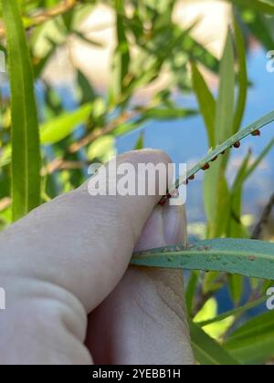 Willow Bead Gall Mite (Aculus tetanothrix Stock Photo - Alamy