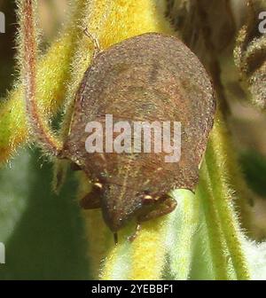 Tortoise Shieldbugs (Hotea Stock Photo - Alamy