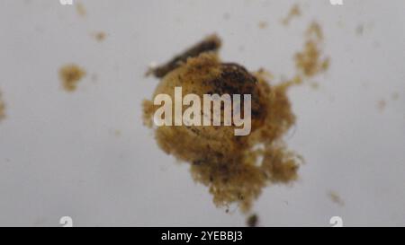 Pea Clams (Sphaeriidae Stock Photo - Alamy