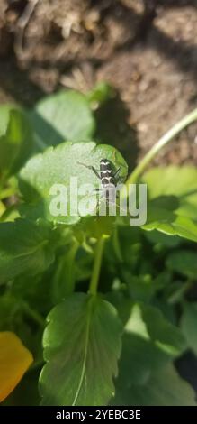 Banded Ash Borer (Neoclytus caprea Stock Photo - Alamy