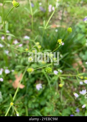rock buttercup (Ranunculus micranthus Stock Photo - Alamy