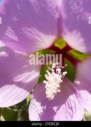 Sea Mallow (Malva subovata Stock Photo - Alamy