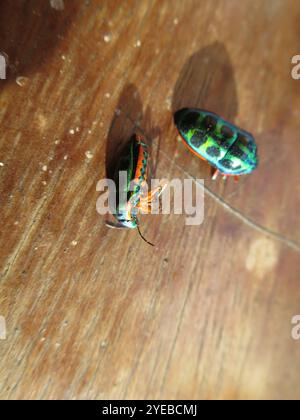 Rainbow Shield Bug (Calidea dregii Stock Photo - Alamy