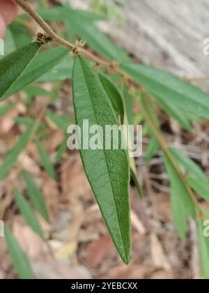 Purple Bush Pea (Hovea acutifolia Stock Photo - Alamy