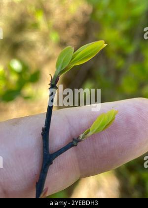 Pondspice (Litsea aestivalis Stock Photo - Alamy