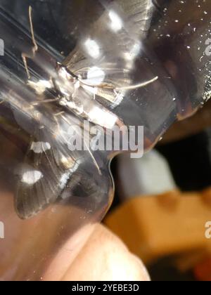 Grape Leaffolder Moth (Desmia funeralis Stock Photo - Alamy