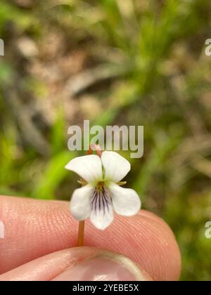primrose-leaved violet (Viola primulifolia Stock Photo - Alamy