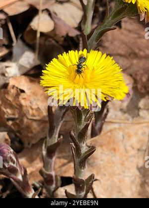 Small Carpenter Bees (Ceratina Stock Photo - Alamy