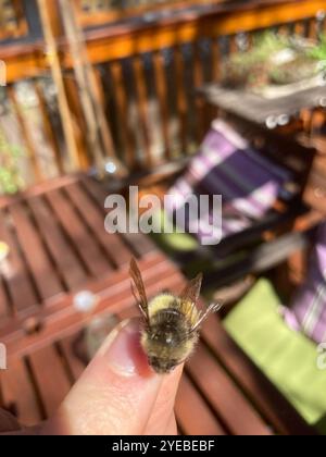Sitka Bumble Bee (Bombus sitkensis Stock Photo - Alamy