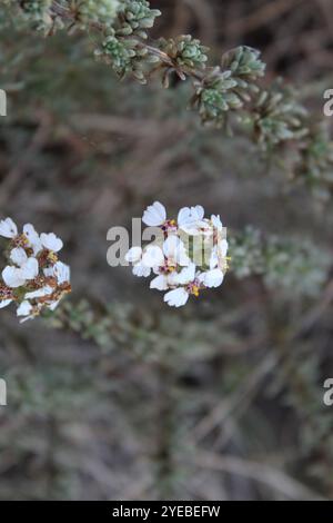 Cape Snow Bush (Eriocephalus africanus Stock Photo - Alamy