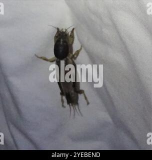 Southern Mole Cricket (Neoscapteriscus borellii Stock Photo - Alamy