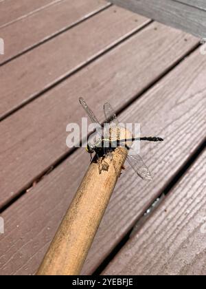 Pacific Clubtail (Phanogomphus kurilis Stock Photo - Alamy