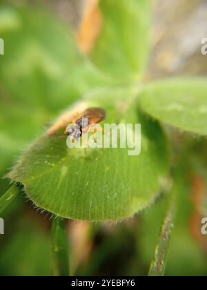 Tigress Sawflies (Athalia Stock Photo - Alamy