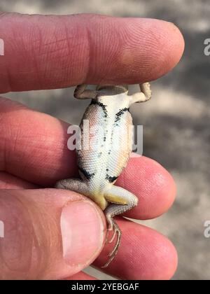 rose-bellied lizard (Sceloporus variabilis), male, Costa Rica Stock ...