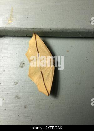 Yellow Slant-line (Tetracis crocallata Stock Photo - Alamy