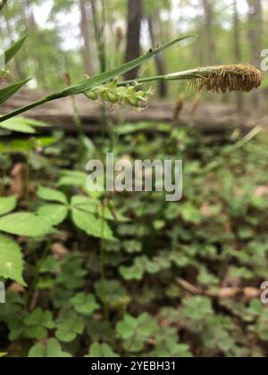 loose-flowered sedge (Carex laxiflora), Plantae, Nantahala National Forest, Robbinsville, NC, US ...
