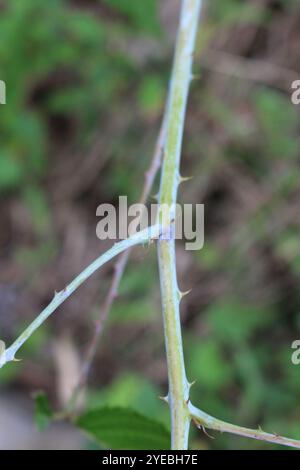 Andean Raspberry (Rubus glaucus Stock Photo - Alamy