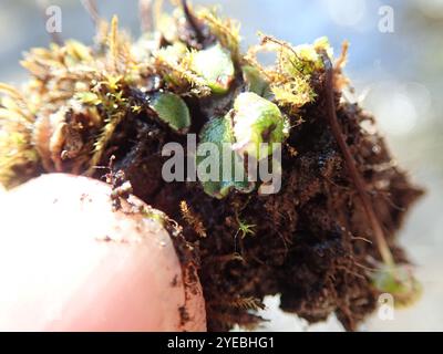 Thin Starwort (Mannia gracilis Stock Photo - Alamy