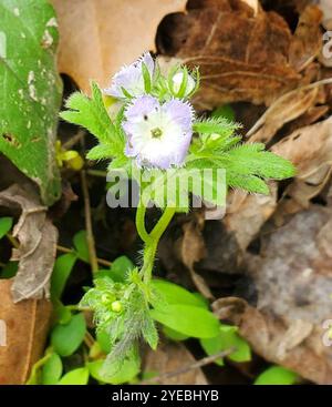 Miami Mist (Phacelia purshii Stock Photo - Alamy