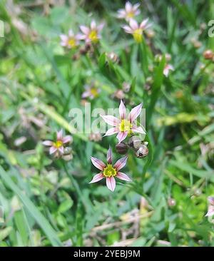 Blue Pigroot (Sisyrinchium micranthum Stock Photo - Alamy
