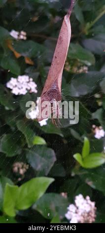 Leaf-curling spider Phonognatha graeffei Stock Photo - Alamy