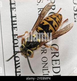 Western Yellowjacket (Vespula pensylvanica Stock Photo - Alamy