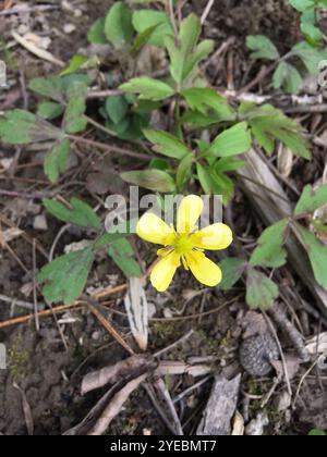 Early Buttercup (Ranunculus fascicularis Stock Photo - Alamy