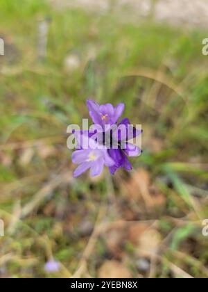 Blue Dicks (Dipterostemon capitatus Stock Photo - Alamy