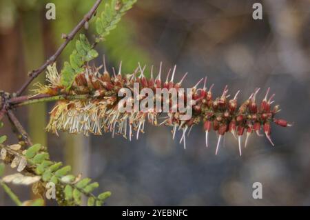 mesquite (Neltuma juliflora Stock Photo - Alamy