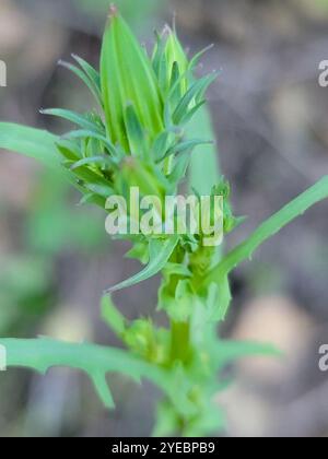 California chicory (Rafinesquia californica Stock Photo - Alamy