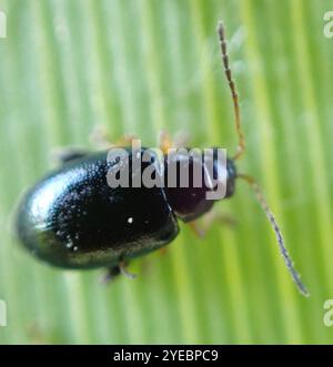 Iris Flea Beetle (Aphthona nonstriata Stock Photo - Alamy